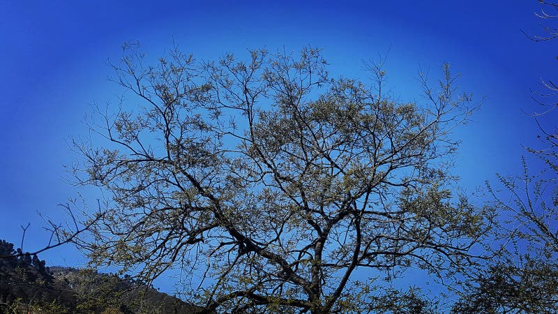 Clean sky stock image. Image of nature, tree, clean, clear - 92916259