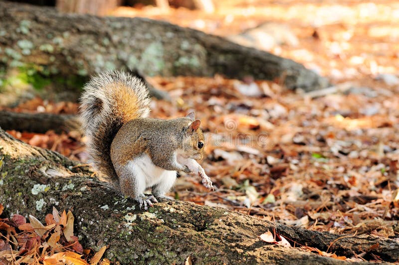 Squirrel cleaning itself stock photo. Image of mammal - 22192830