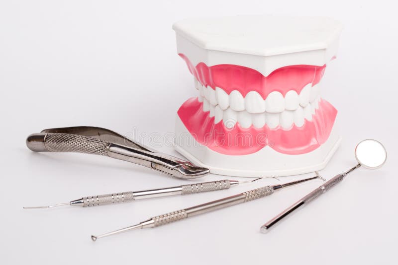 Clean Teeth Denture, Dental Jaw Model Stock Photo - Image of ...