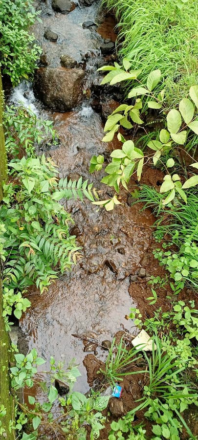 Clean Transparent Water Flow Stock Image - Image of plant, water: 229135313