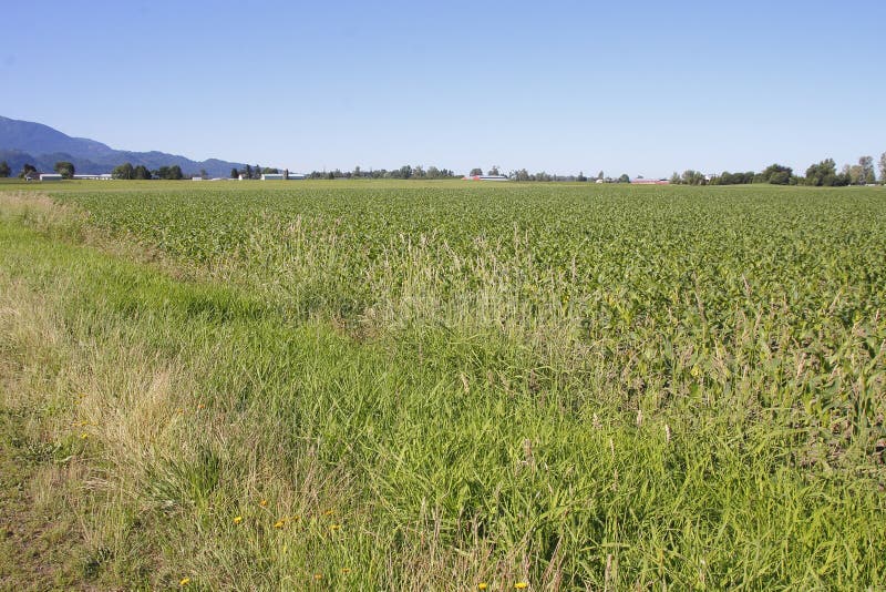 Clean Unpolluted Water of Deoria or Deoriya Tal Lake & Snow Covered ...