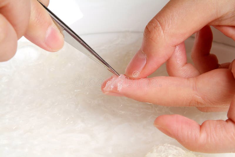 Bird Nest Fern Isolated White Stock Image - Image of growth, asplenium ...