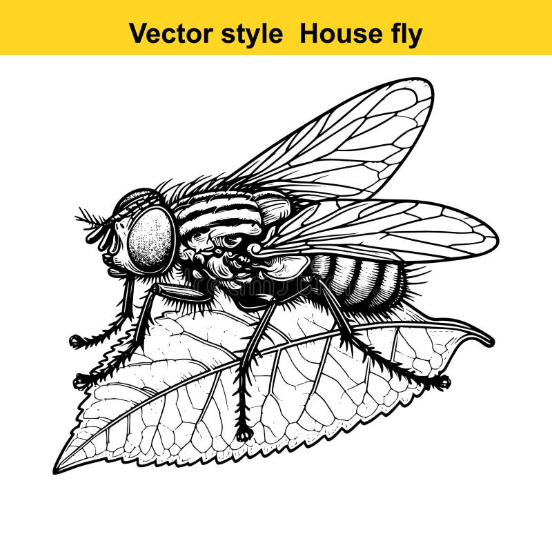 Side View of Housefly in Black and White Line Art Stock Illustration ...