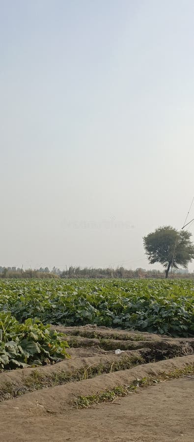 Clean vegetable stock image. Image of vigitable, hill - 352660711