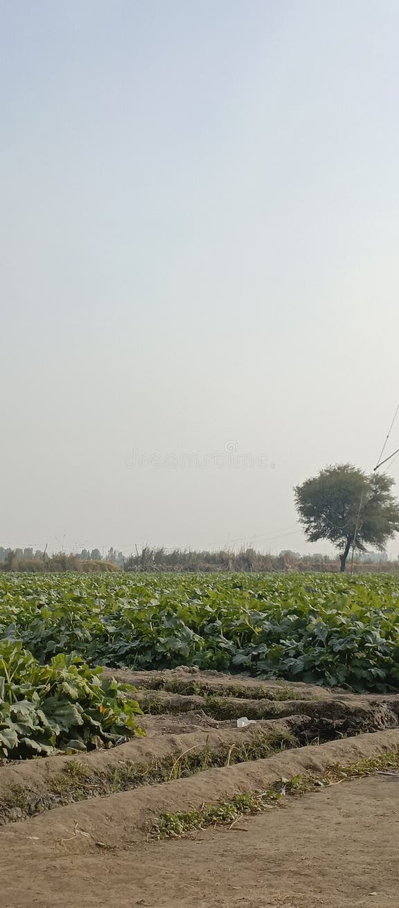 Clean vegetable stock image. Image of vigitable, hill - 352660711