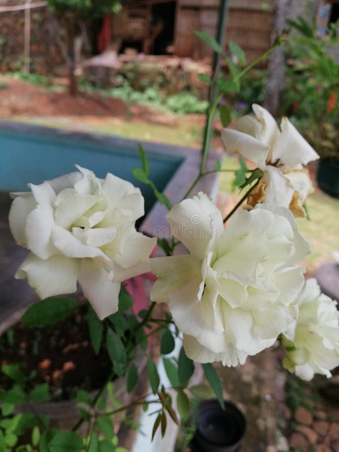 Clean and Very Beautiful White Roses Stock Photo - Image of clean ...