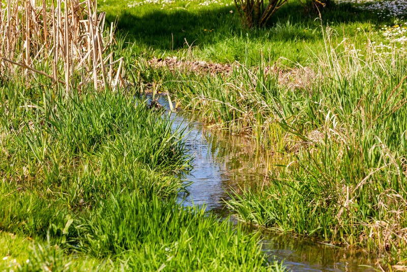 An Idyllic Stream with Grass and Reeds in Spring Sunshine Stock Photo ...