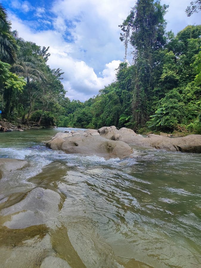 Clean Water in Indonesia River Natural Forest Stock Image - Image of ...