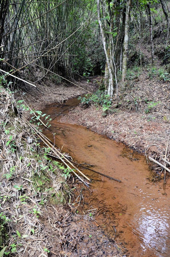 Clean Water Passing through the Waterfall in the Middle of the Forest ...