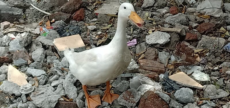 Clean White Duck stock image. Image of goose, waterfowl - 240530377