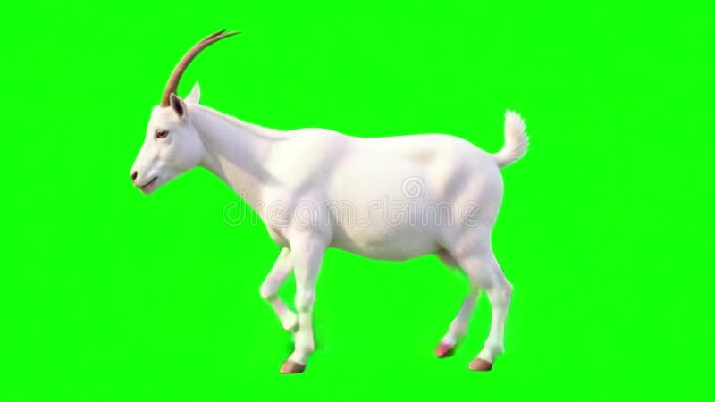 White Goat Walking Across Green Screen, Ideal for Farming, Countryside ...