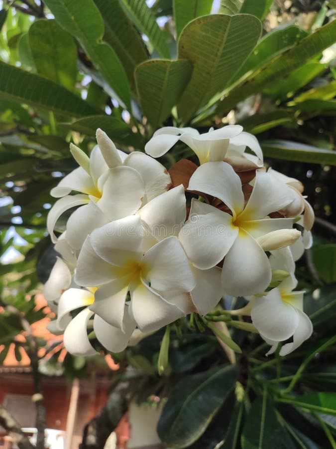 Clean White Tulips that Bloom Look Beautiful? Stock Image - Image of ...