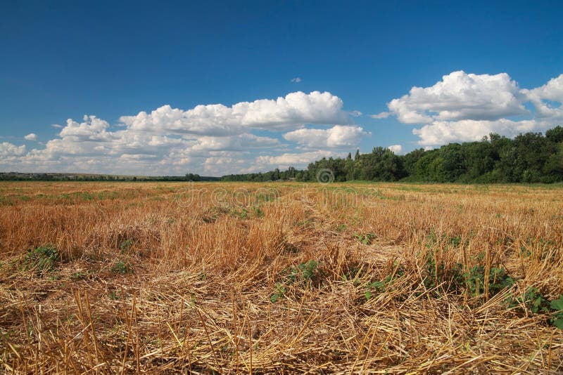 The cleaned field stock image. Image of clean, group - 49269899