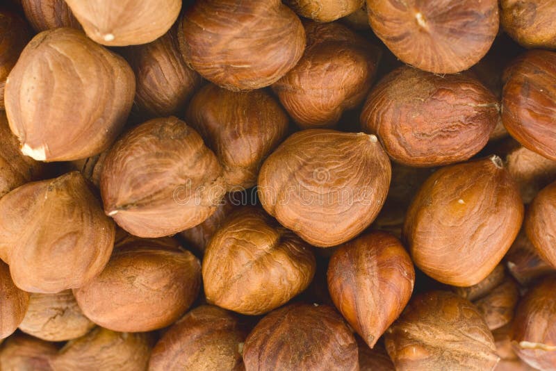 Filbert stock photo. Image of close, three, hazelnut - 12726156