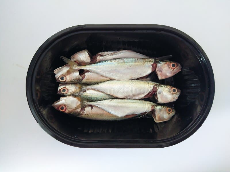 Cleaned Mackerel Fish with Black Container and White Background Stock ...