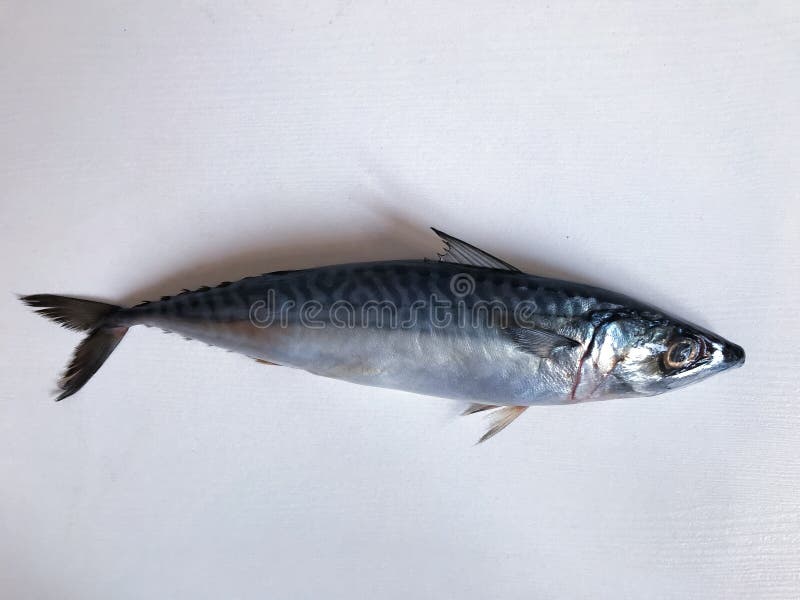 Cleaned and Ready To Cook Fresh Fish Horse Mackerel, Istavrit Fish ...