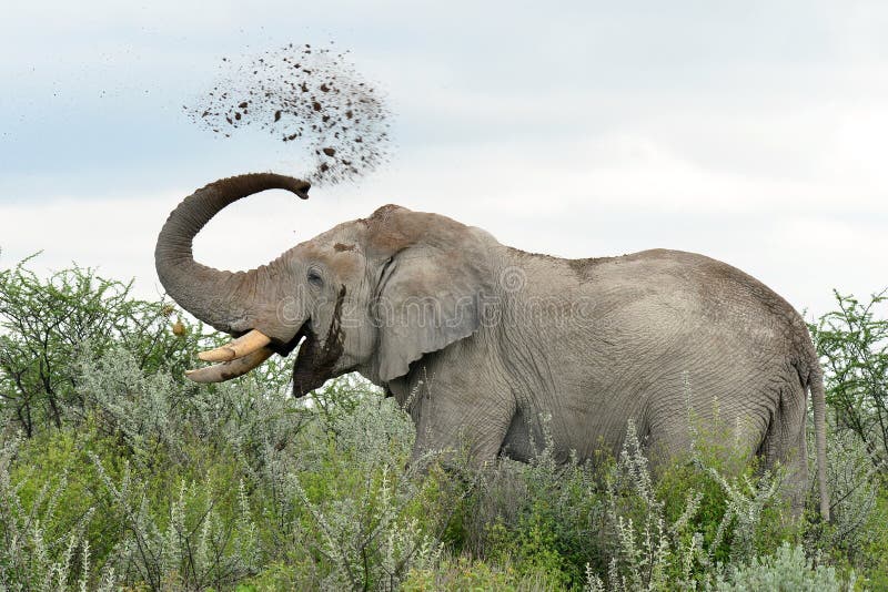 Cleaning stock photo. Image of elephant, cleanup, etosha - 24338674