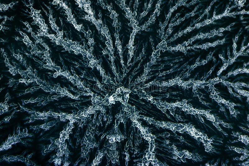 Microscopic Image of Growing Molds or Mold Fungus and Spores Stock ...