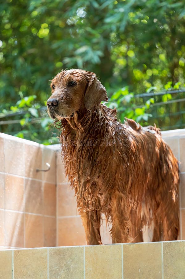Cleaning and Bathing a Golden Retriever Stock Photo - Image of ...