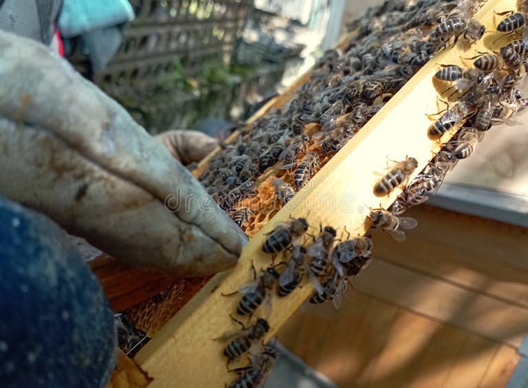 Cleaning the Bee Frame by a Beekeeper in a Protective Suit at the ...