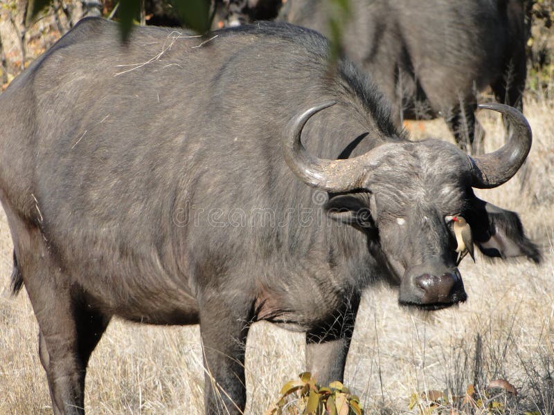 Cleaning a buffalo stock photo. Image of horns, bird - 59769888