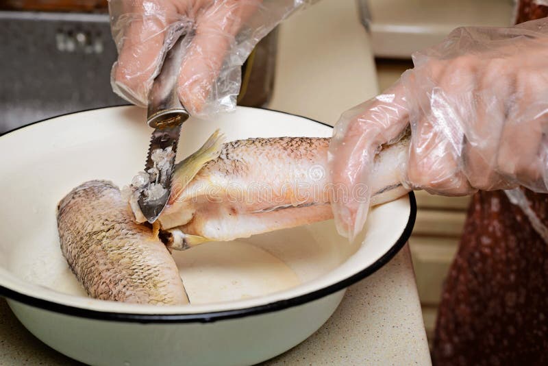 Cleaning Cod Icefishes stock photo. Image of hand, seafood - 48203202