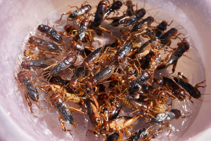 Cleaning Crickets for Cooking Stock Image - Image of cuisine, gourmet ...