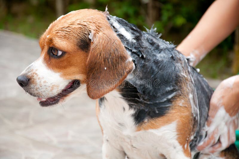 Cleaning dog stock image. Image of mixed, pets, shower - 22145299