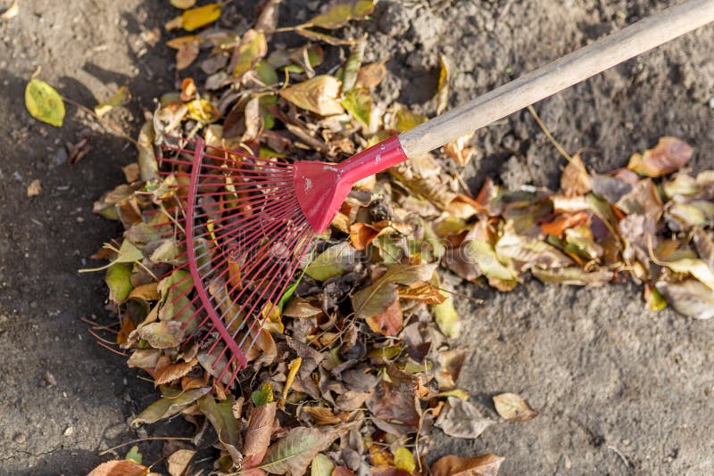 Cleaning Fallen Leaves in the Garden in Autumn Using a Rake. Close-up ...