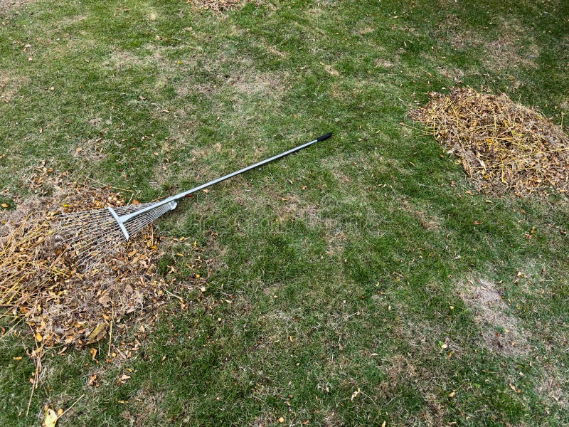 Cleaning the Fallen Leaves from Trees in the Lawn by Metal Rake Stock ...