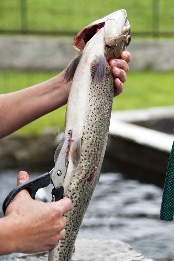 Cleaning fish stock photo. Image of fish, food, finger - 10544086