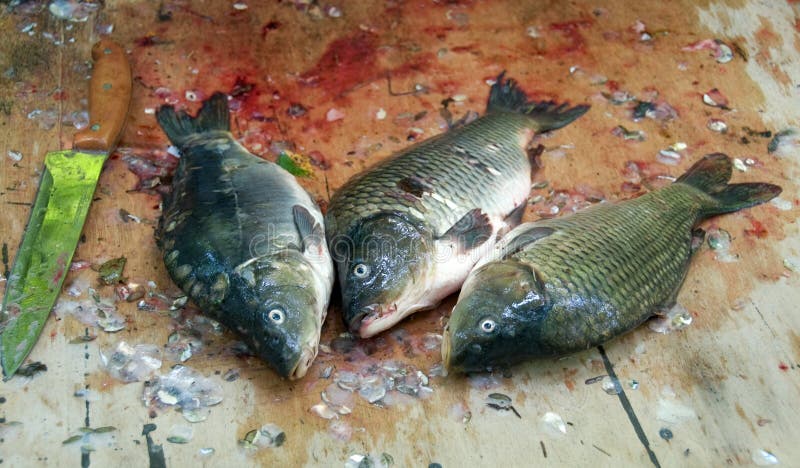 Cleaning Fish stock image. Image of employment, bass - 15114535
