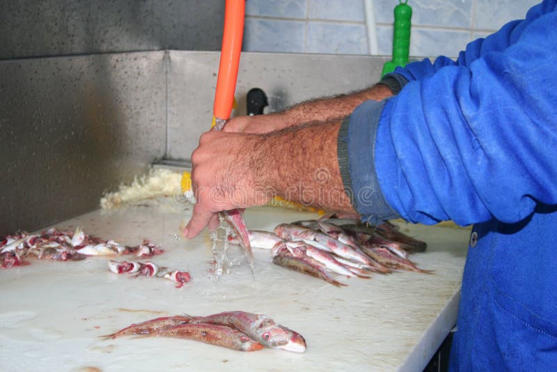 Cleaning fish stock photo. Image of hands, hand, worker - 16338560