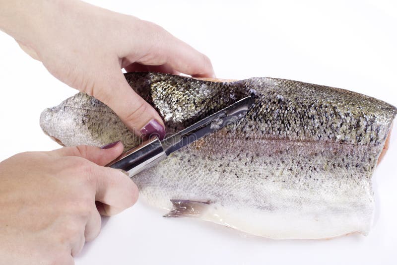 Big Fishes stock image. Image of fishes, sharks, water - 15068627