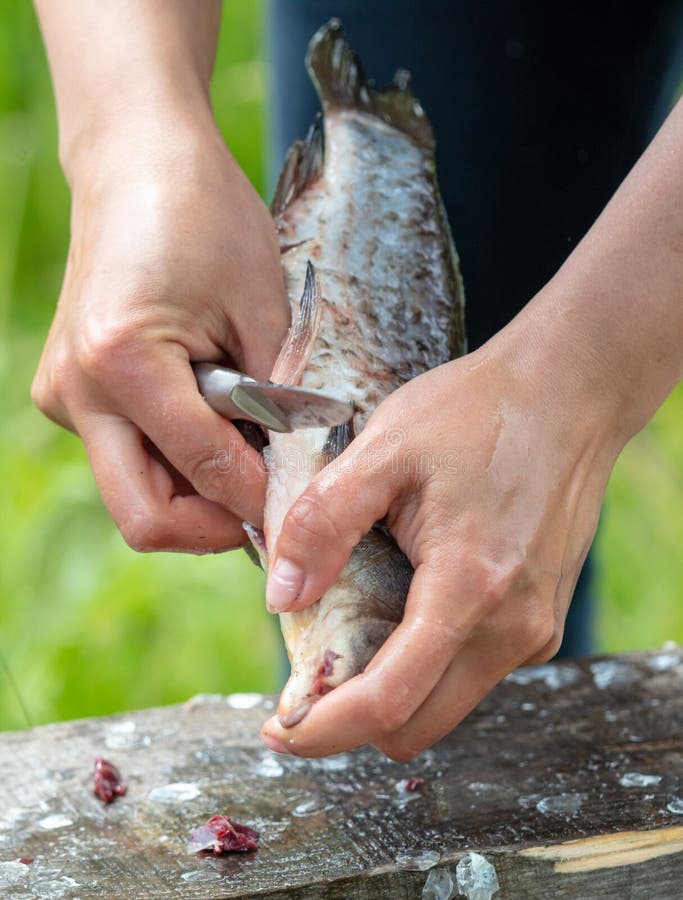 Cleaning Fish with Hands in Nature. Stock Image - Image of catch ...