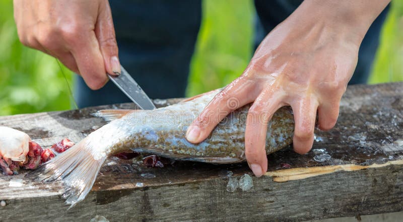 Cleaning Fish with Hands in Nature. Stock Image - Image of blood ...