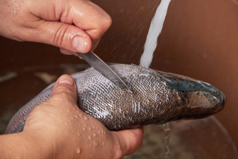 Cleaning Fish, Removing Fish Scales with a Knife Stock Photo - Image of ...
