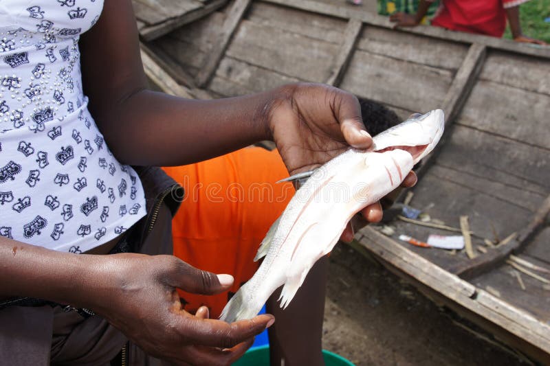 Cleaning Fish from Scales Fish in Hand Stock Image - Image of cutting ...