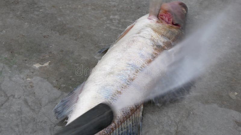Cleaning Fish from Scales with a High-pressure Water Jet Stock Footage ...