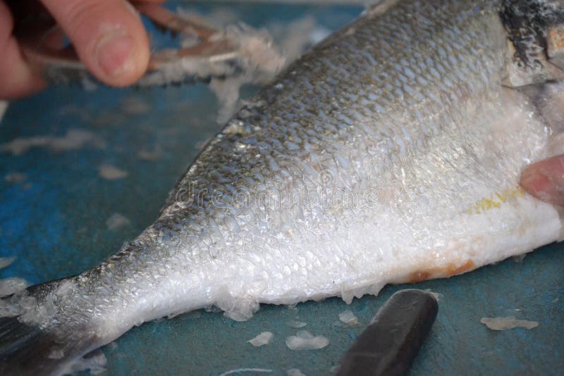 Cleaning Fish Under Water, Preparation for Barbecue Stock Photo - Image ...