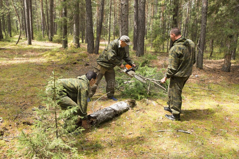 Cleaning the forest stock image. Image of plant, moss - 130617323