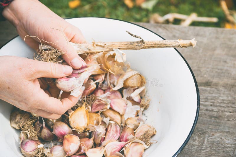 Cleaning garlic stock photo. Image of dinner, ingredient - 102651710