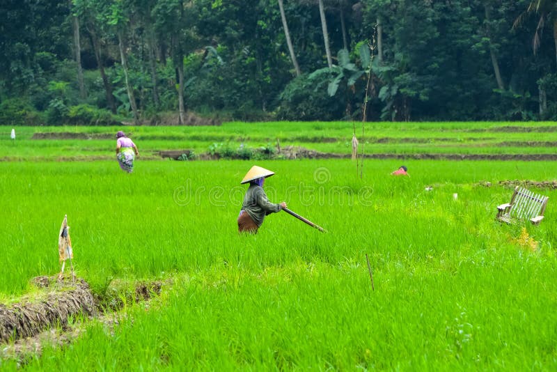 Cleaning the Grass in the Rice Field Stock Photo - Image of cleaning ...