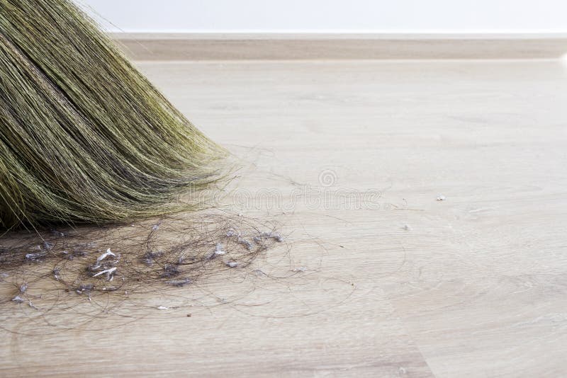 Hair with Dust and Dirt Blown by Air Flow on Wooden Floor Stock Photo ...