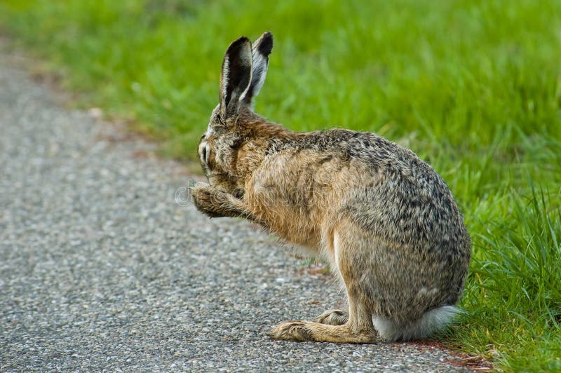 Cleaning hare stock photo. Image of netherlands, mammal - 8423516