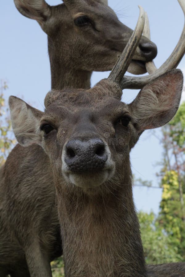 Roe Deer With Only One Horn, Unicorn. Spring In The Nature. Roe Deer ...