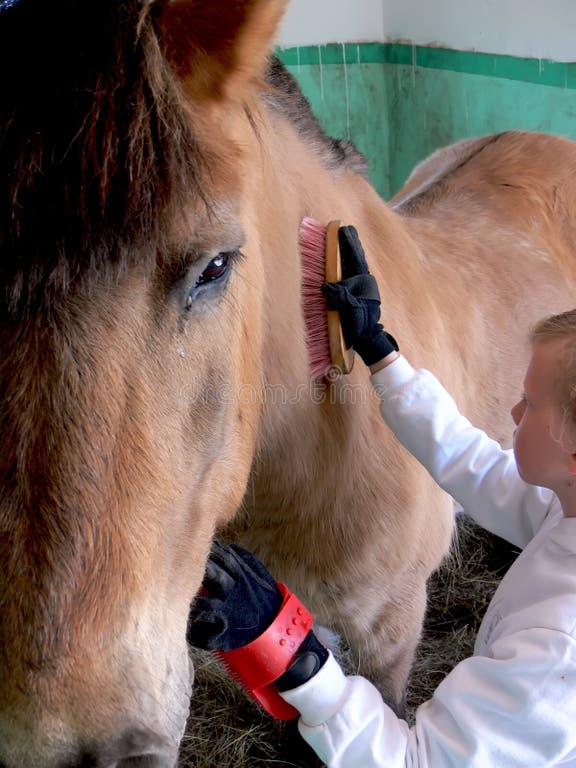 Cleaning a horse stock photo. Image of care, brushing - 5210202