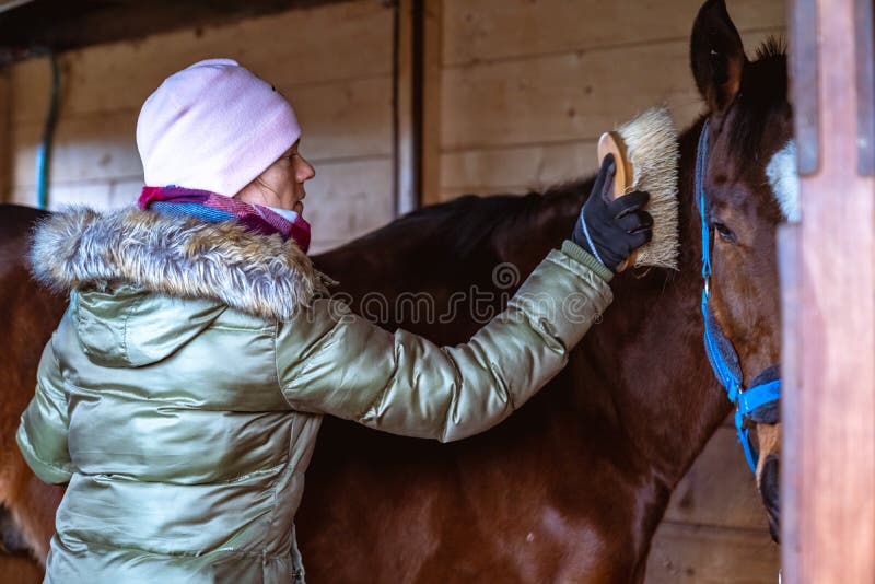 Cleaning Horses with the Help of Brushes in the Barn Stock Photo ...