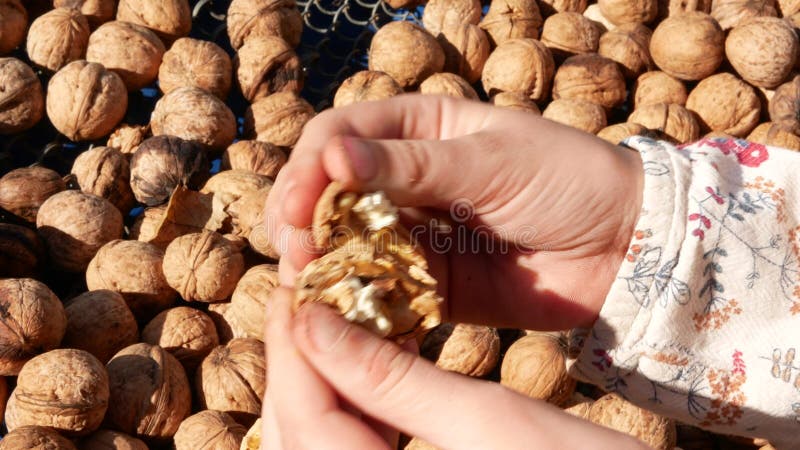 Cleaning the Kernel of Fresh Nuts from the Shells and Skins Stock ...
