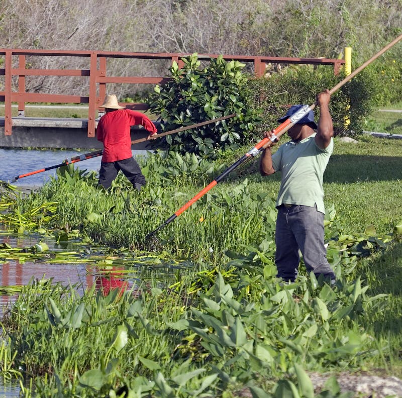 Cleaning Lake stock image. Image of workers, outdoors - 1775371